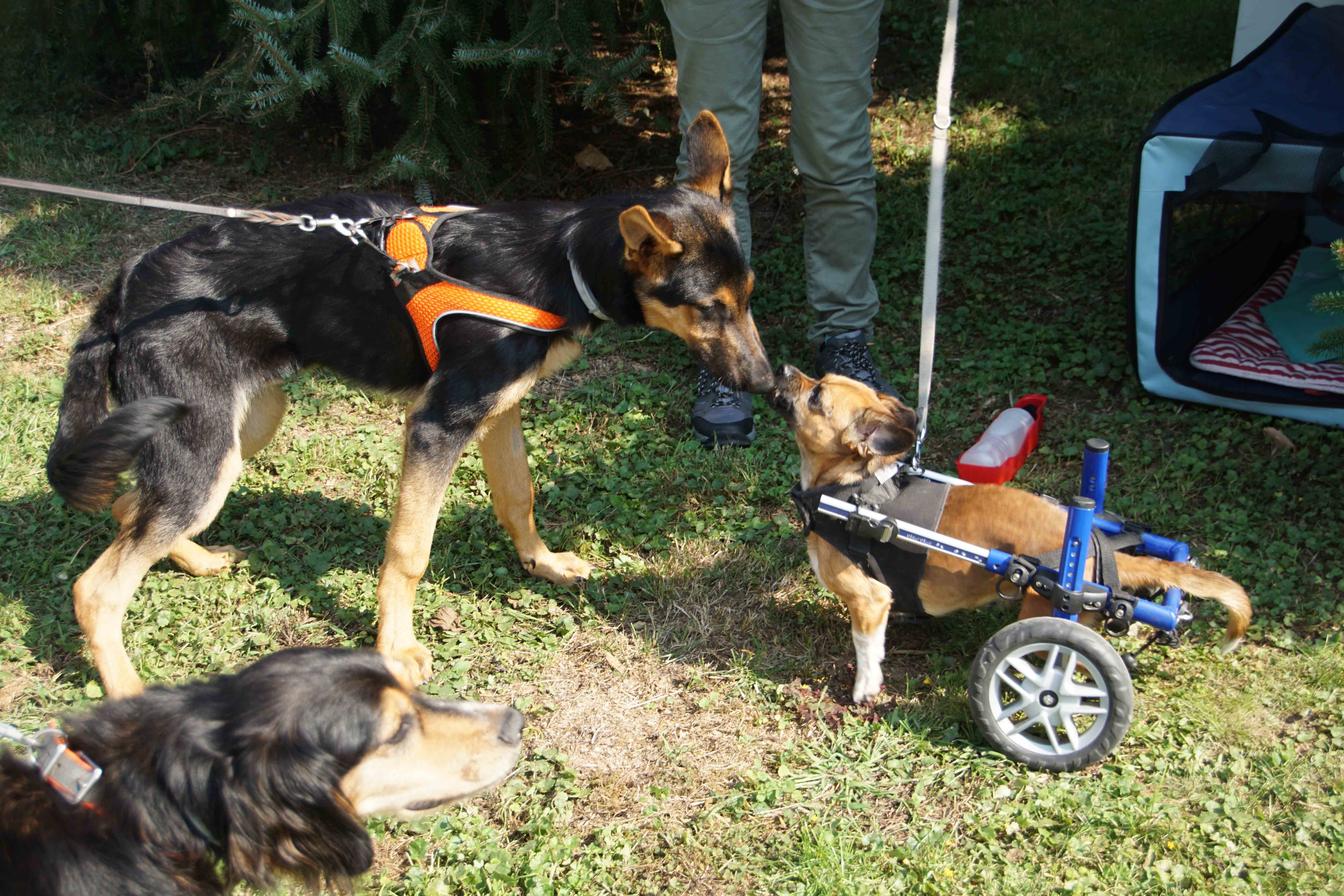 Handicap-Hunde und Freunde e. V. - Aktuelles